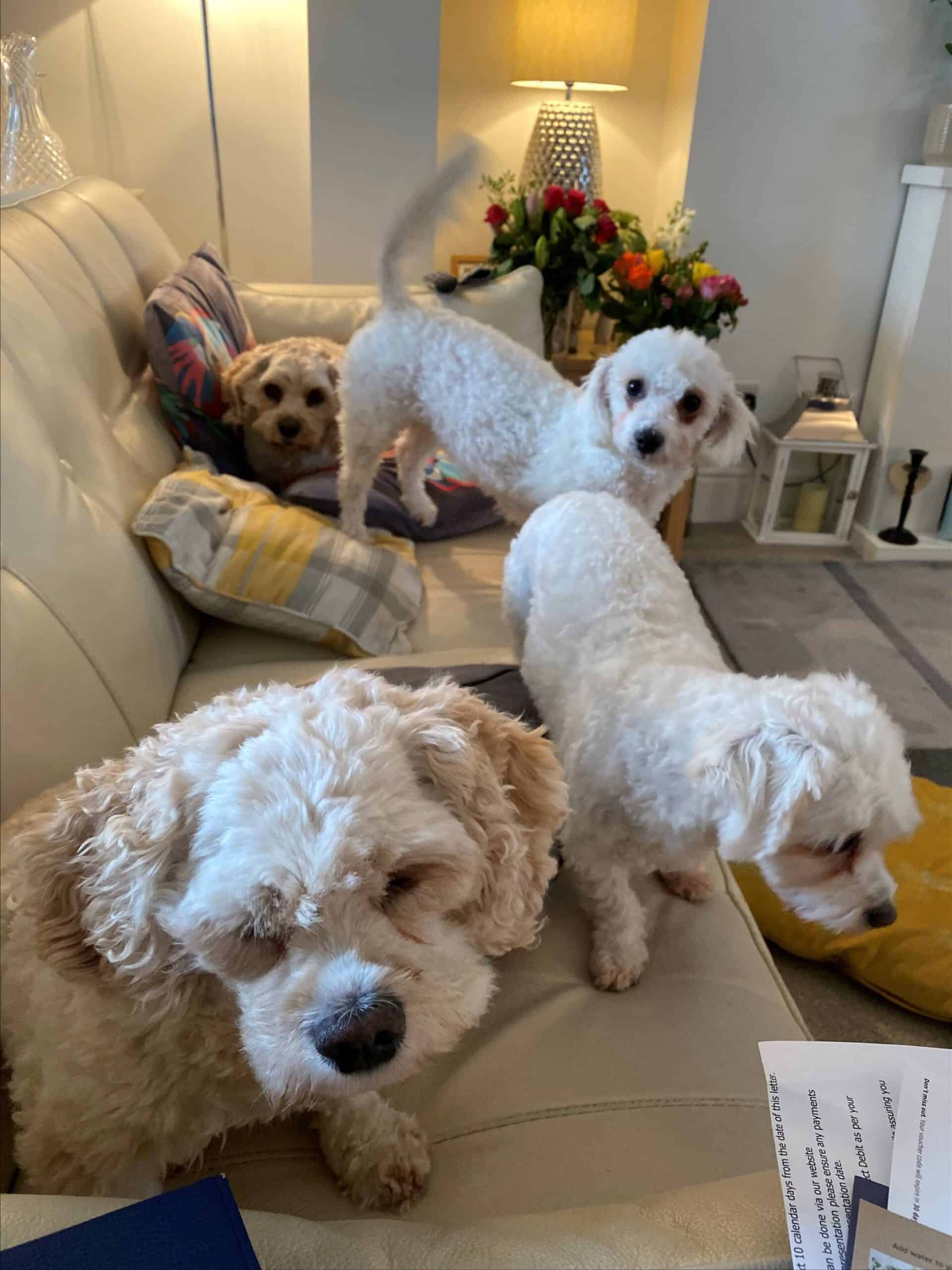 THE STORY OF LITTLE JEM - Orijen Pet Foods