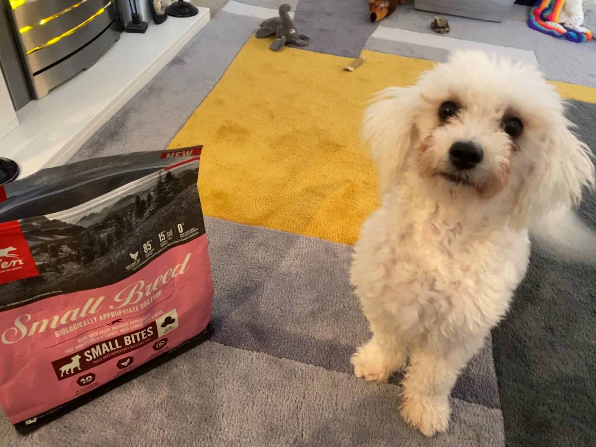 THE STORY OF LITTLE JEM - Orijen Pet Foods