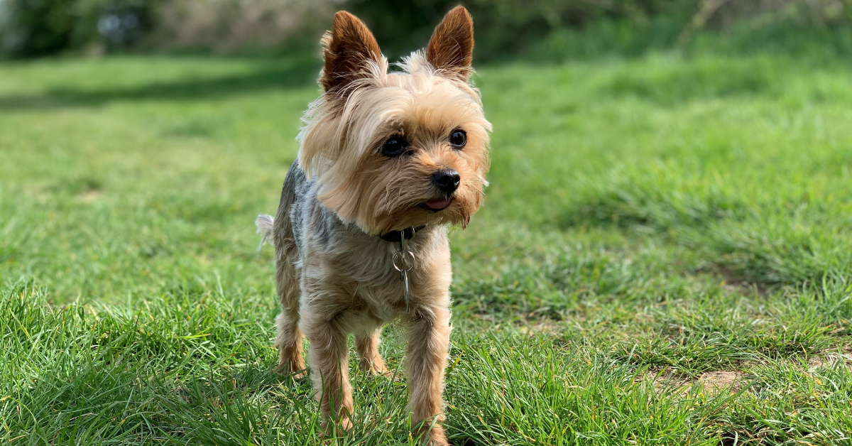 Walking With Your Small Breed Dog: Five Tips For Enjoyable Walks